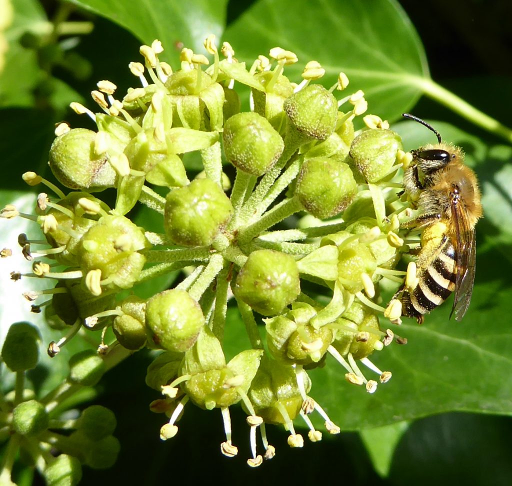 Ivy bees by Philip Strange - Little Toller Books