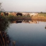 Little Toller Books | Independent publisher of new and classic nature ...