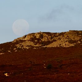 Little Toller Books | Independent publisher of new and classic nature ...